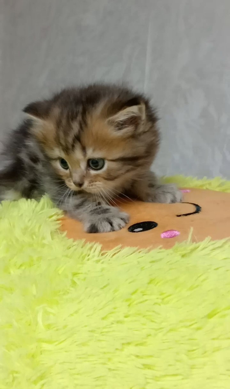 Продаётся Кошка Персидская