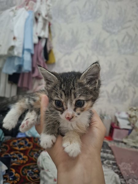Qiz bola sog'lom