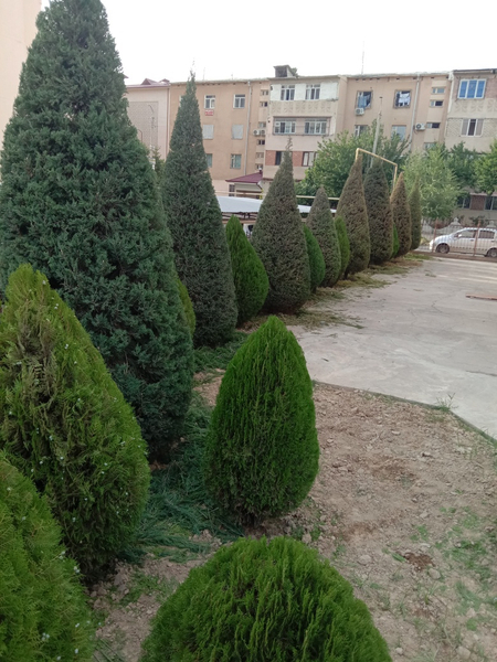 Арча ва гулларга шакил бэриш дорилаш хизмати бор