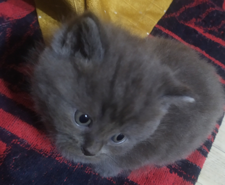 Скотиш страйт и фолд