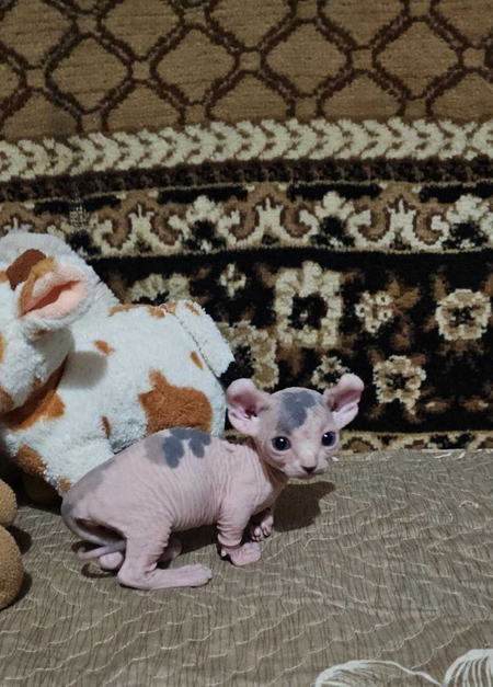 Котята бамбино,эльф,двельф!