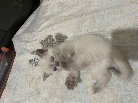 Продаются котята Фолд и страйт