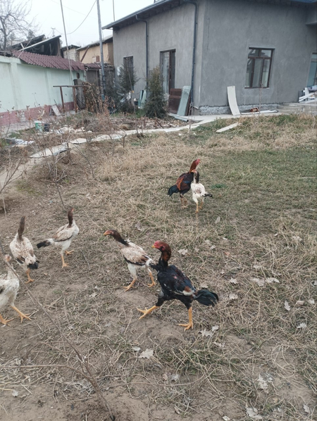 Дакан ху́роз товуқлари Домашние куры петух