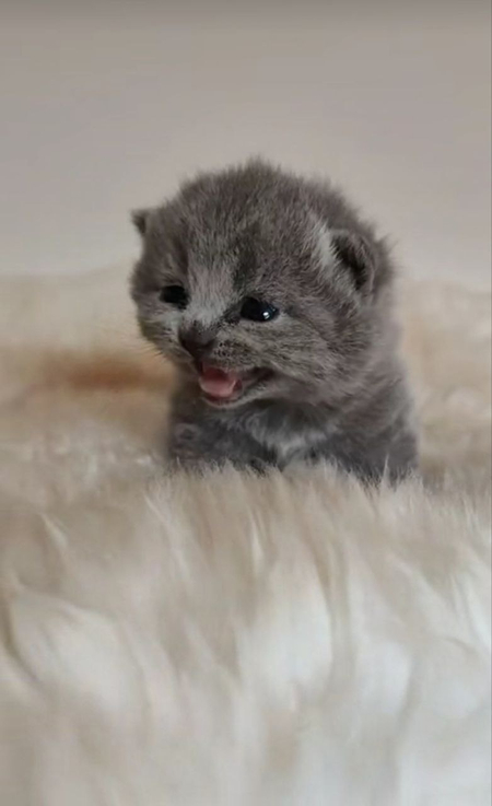 Продаю котят Ташкент