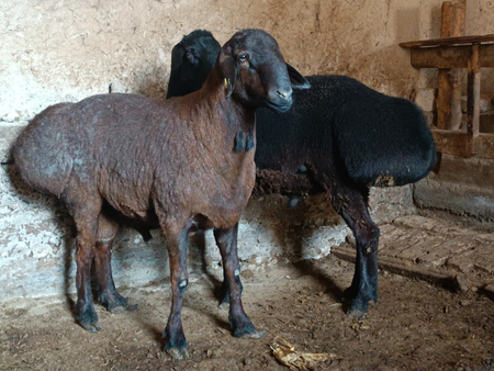Qochqor sotiladi yeb ichiwlari yahwi sogloom