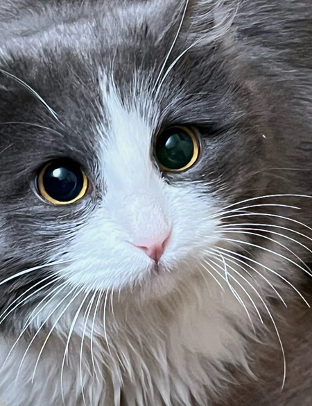 Кошка порода не знаю