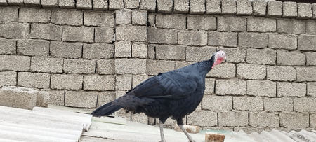 Kurka 1 yoshdan oshgan
