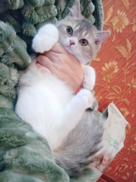 Котёнок в хорошие руки