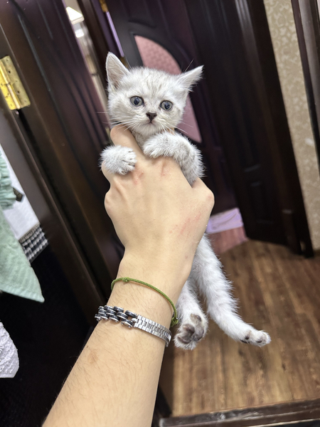 Продаются Очаровательные скоттиш и фолд страйт котята