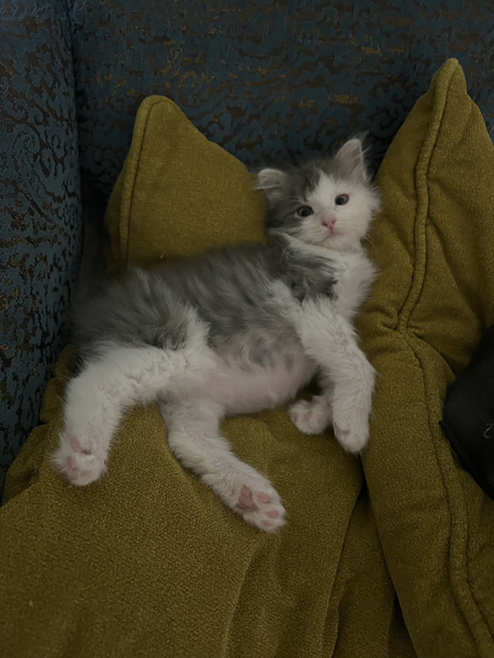 Котенок пушистый