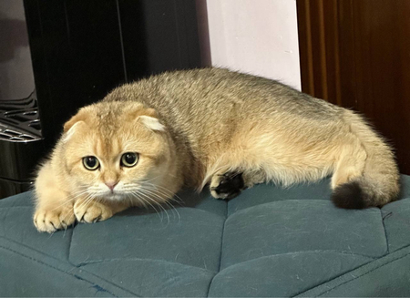 На продаже привозная кошечка