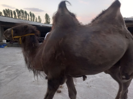 Qurbonlik uchun semiz tuya
