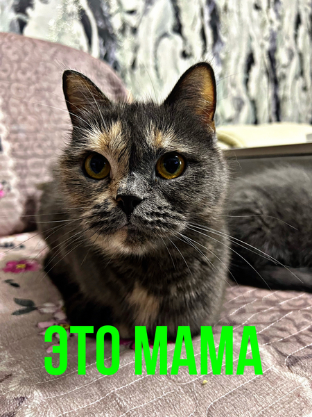 Котята скоттиш фолд и скоттиш страйт