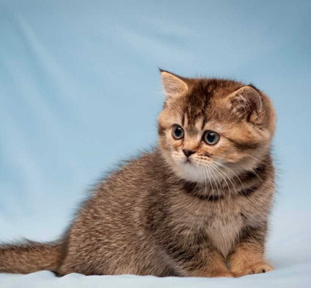Шотландские Золотые Шиншиллы