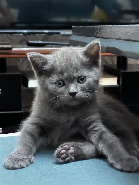 Продаются котята Скоттиш Фолд