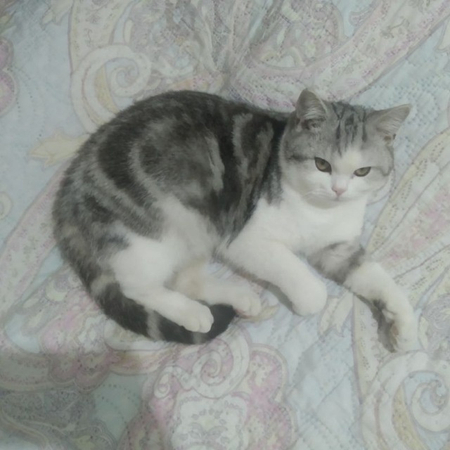 Вязка кот скоттиш страйт