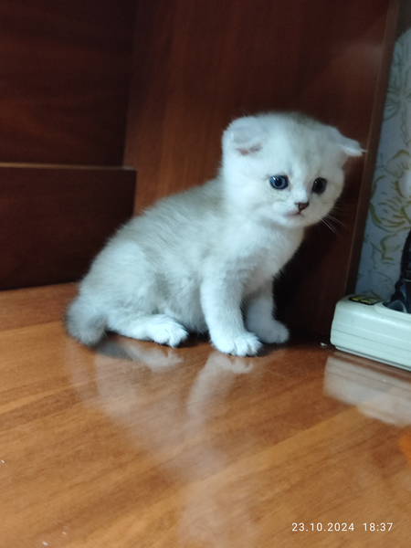 Продается Шиншилла Скоттиш фолд
