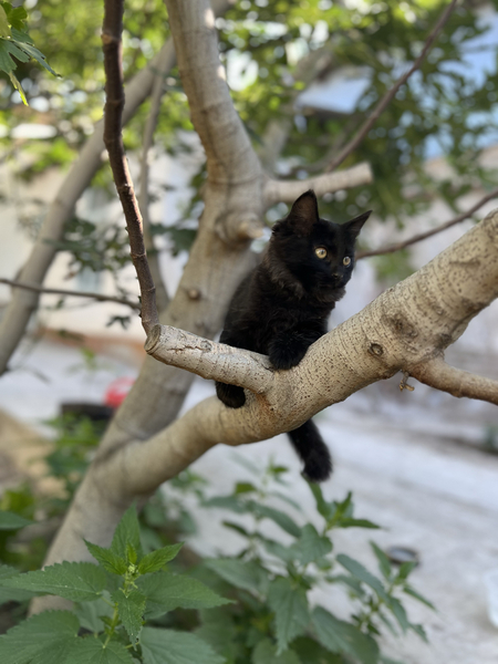 Котёнок, девочка, 2,5 месяца