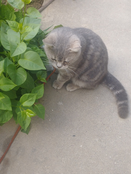 Прдоаю кошку шатланский