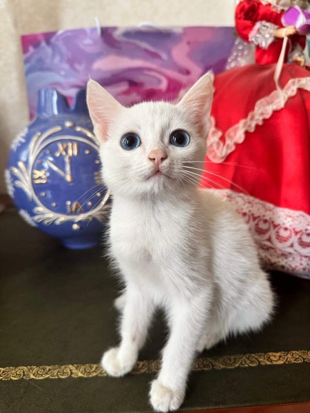 Котенок ищет дом и самых ответственных хозяев