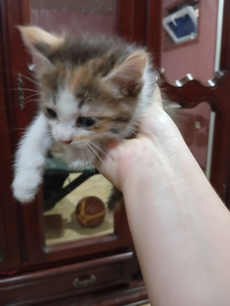 Котята отдам даром. Остался один