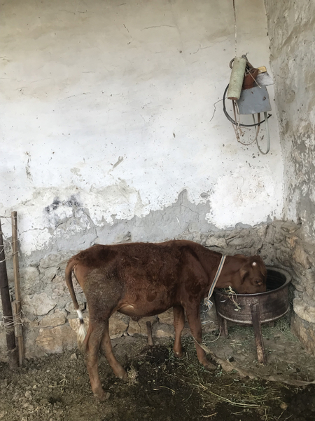 Buqacha sotiladi