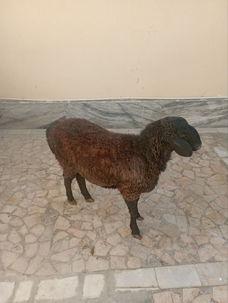 Moda barra sotiladi