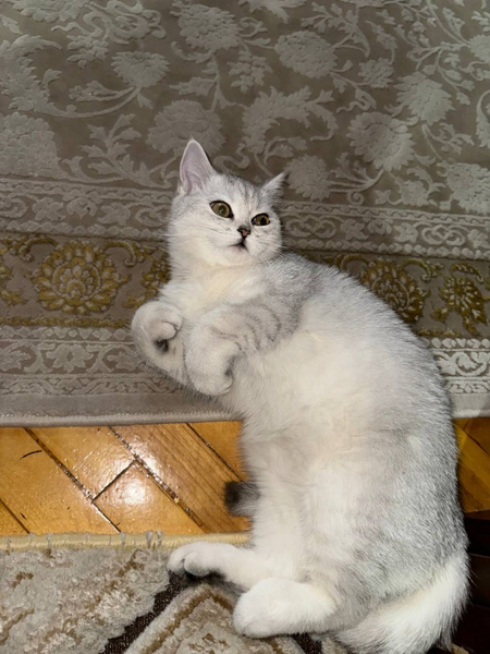 Скоттиш фолд