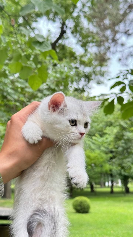 Скотиш Страйт...