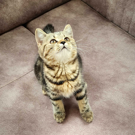 Brown Whiskas N22 Scottish Stright – Девочка; (Скоттиш Страйт) СКИДКА