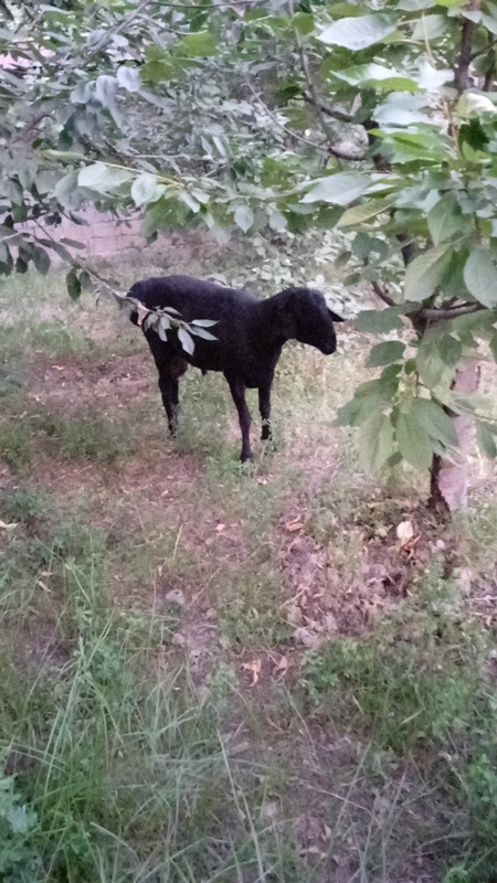 Qassob xizmatlari