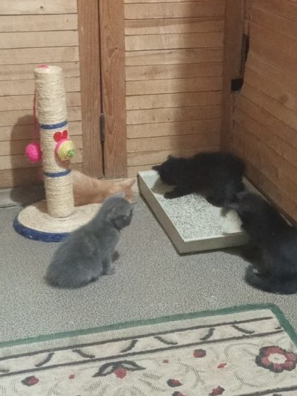Котята породистые