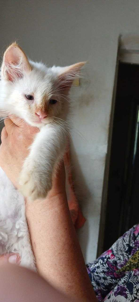 продаются сиамские котята
