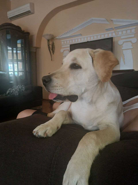 Labrador Retriever  6 oy
