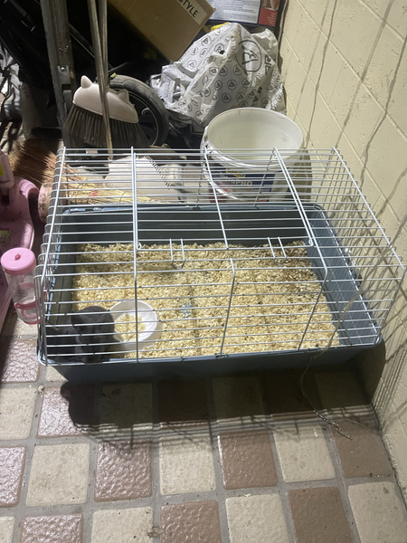 Карлековый кролик + клетка