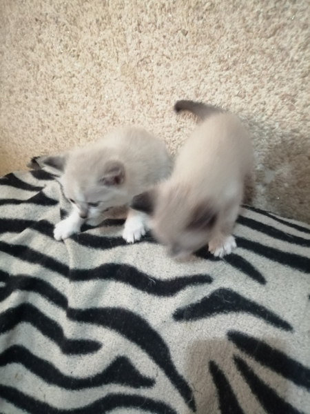 Продаются котята