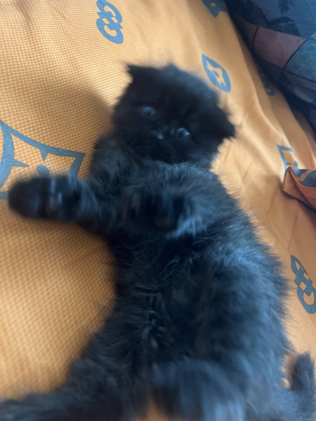 Котенок породы скотиш фолд