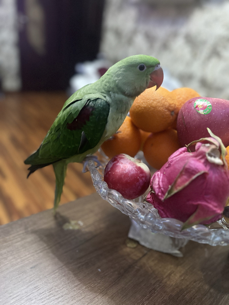 Александрийски попугай срочно