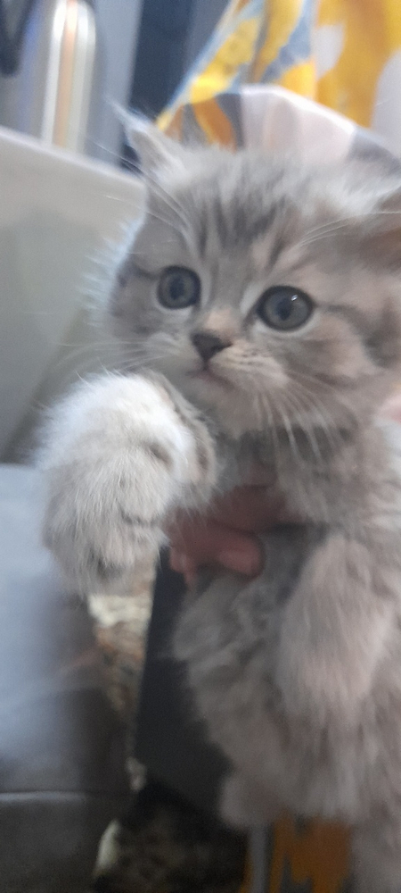 Шотланские  веслаухие котята..