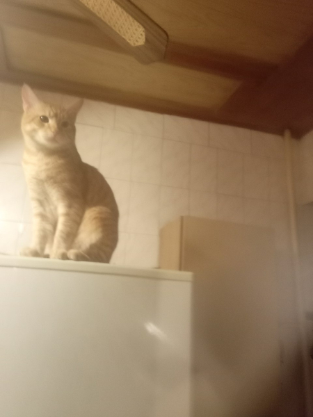 Передержка собак и кошек