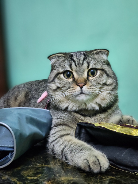Вязка опытный кот шиншилла