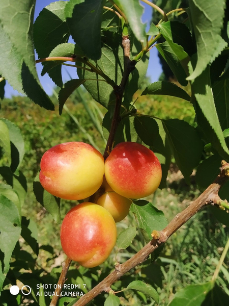 ZOLDORI rubitsa g'ulun kur sodiq va boshqa yangi sortlar