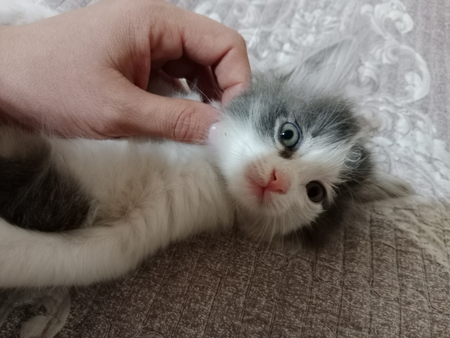 Отдам в хорошие руки малышей