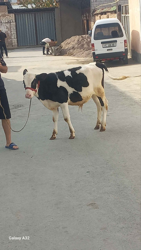 Buzoq sotiladi 6 500
