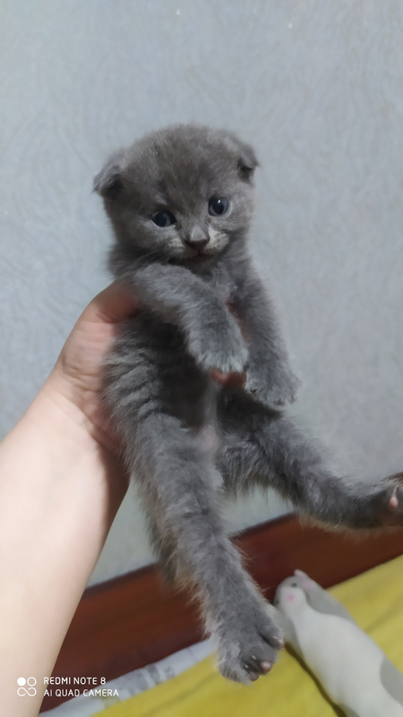 Продаются чистокровные Шотландские котята.