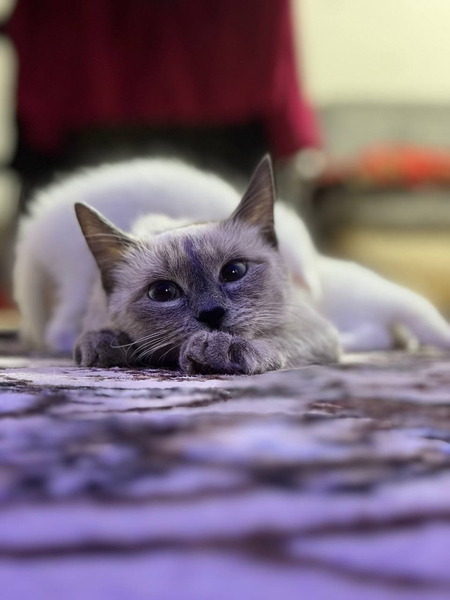 Сиамская кошка 9 месяцев