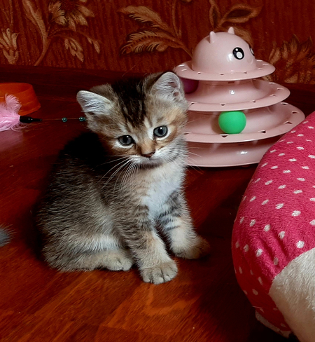 Шотландский страйт золотой