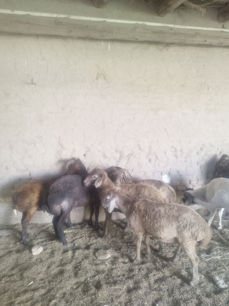 Qo'chqor barralar sotiladi