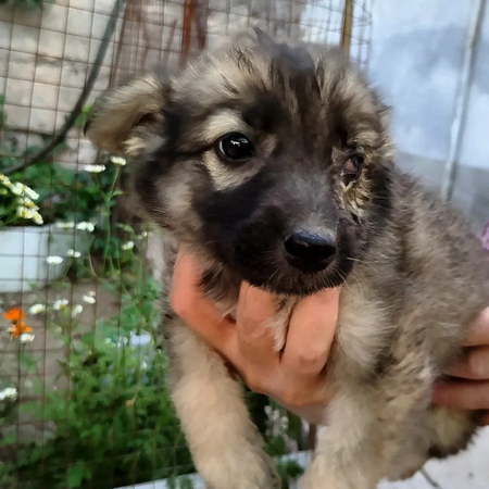 Срочно щенок в добрые руки!