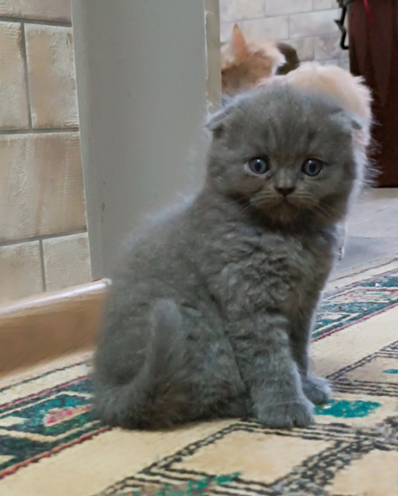 Шотландские котята
